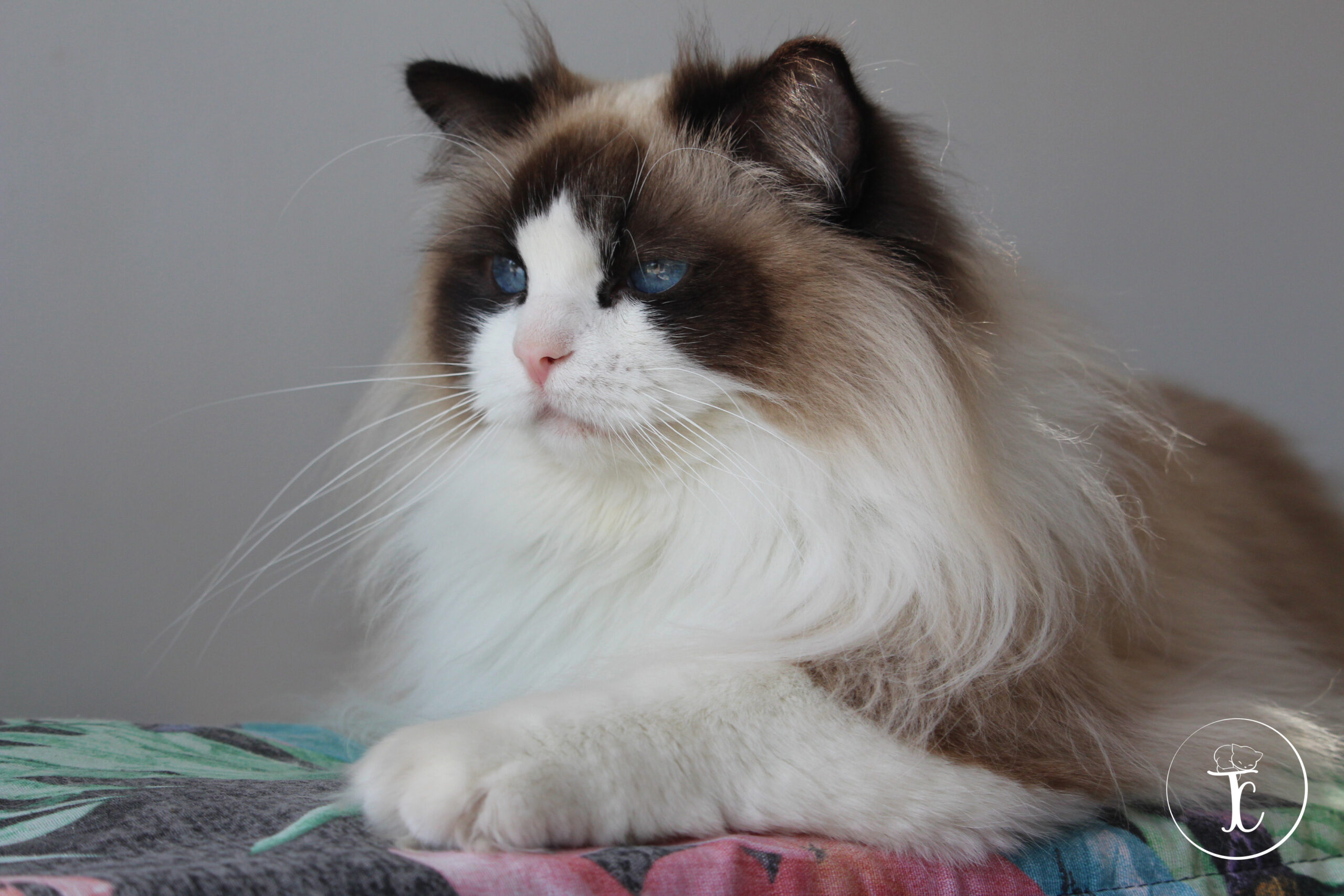 Kayla Ragissa - Chatterie Topaz' Catelina - Ragdolls