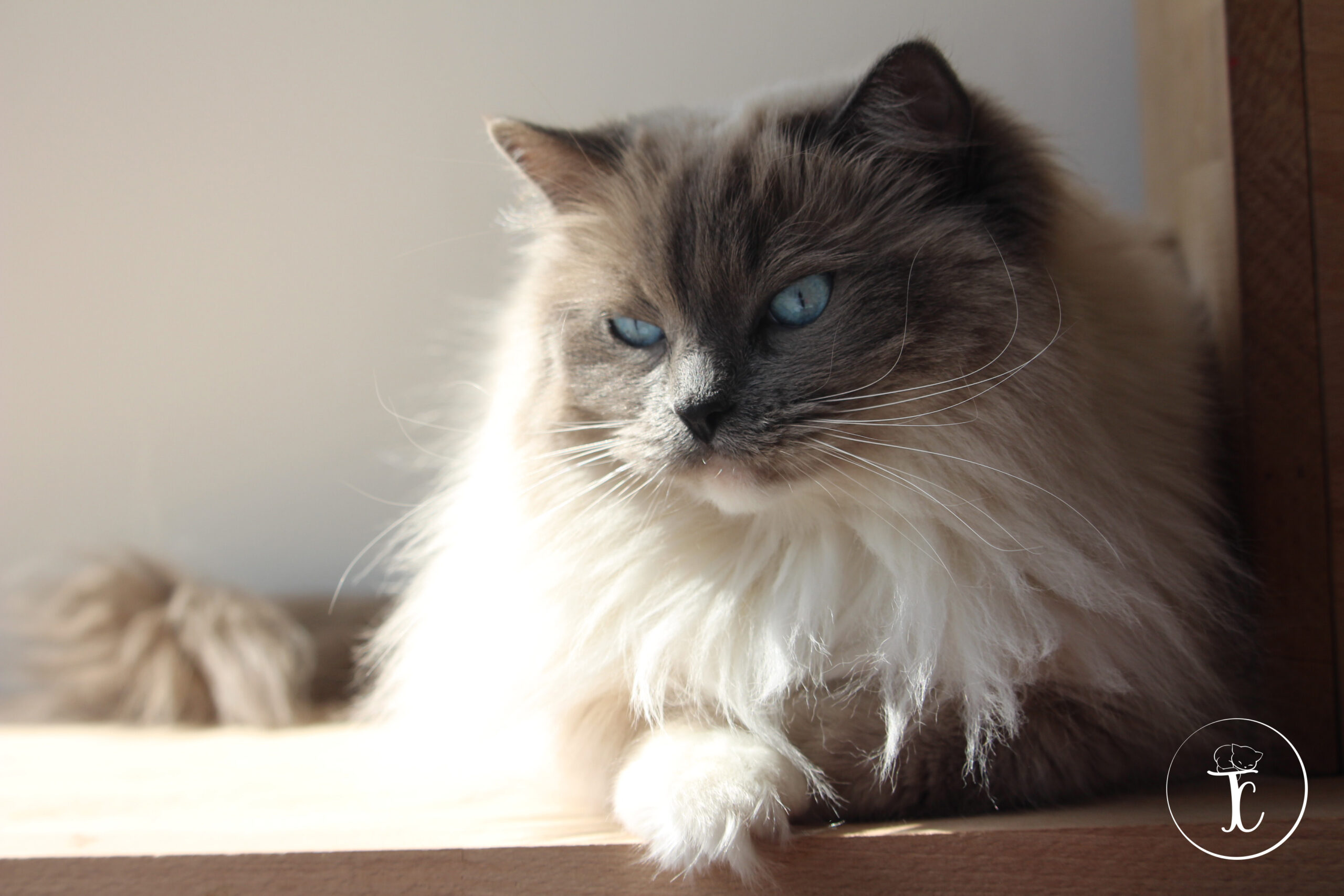 Femelles - Chatterie Topaz' Catelina - Ragdolls